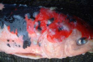 Koi Herpes Virus (Khv)